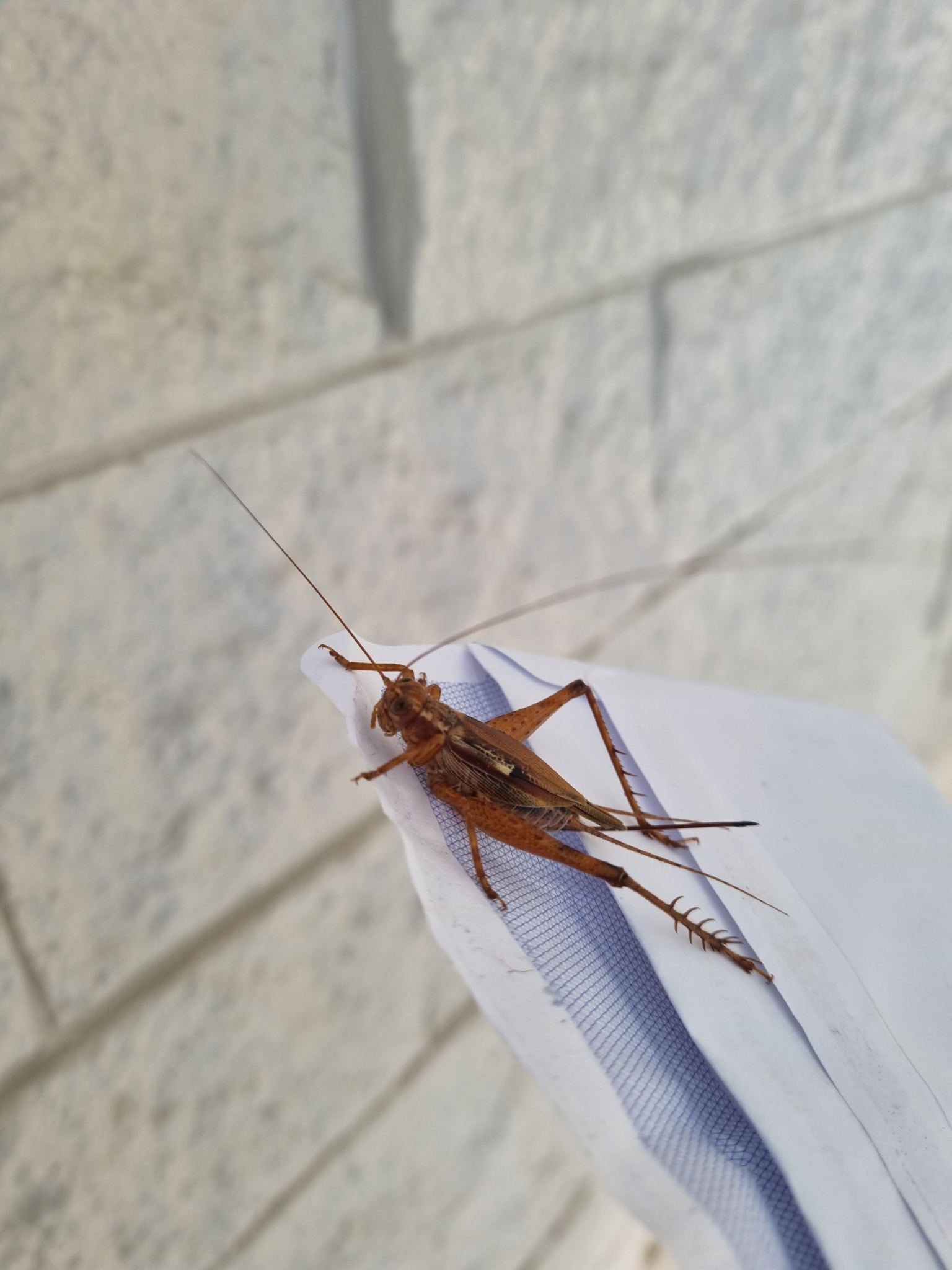 Cardiodactylus Saussure, 1878