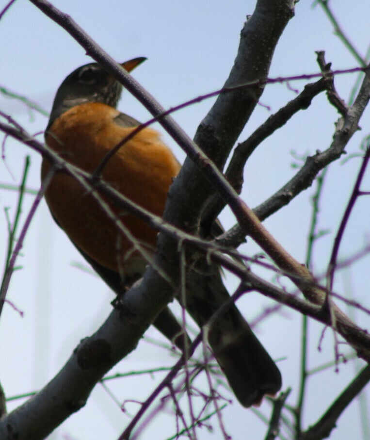 American Robin from Clairemont, San Diego, CA, USA on March 23, 2023 at ...