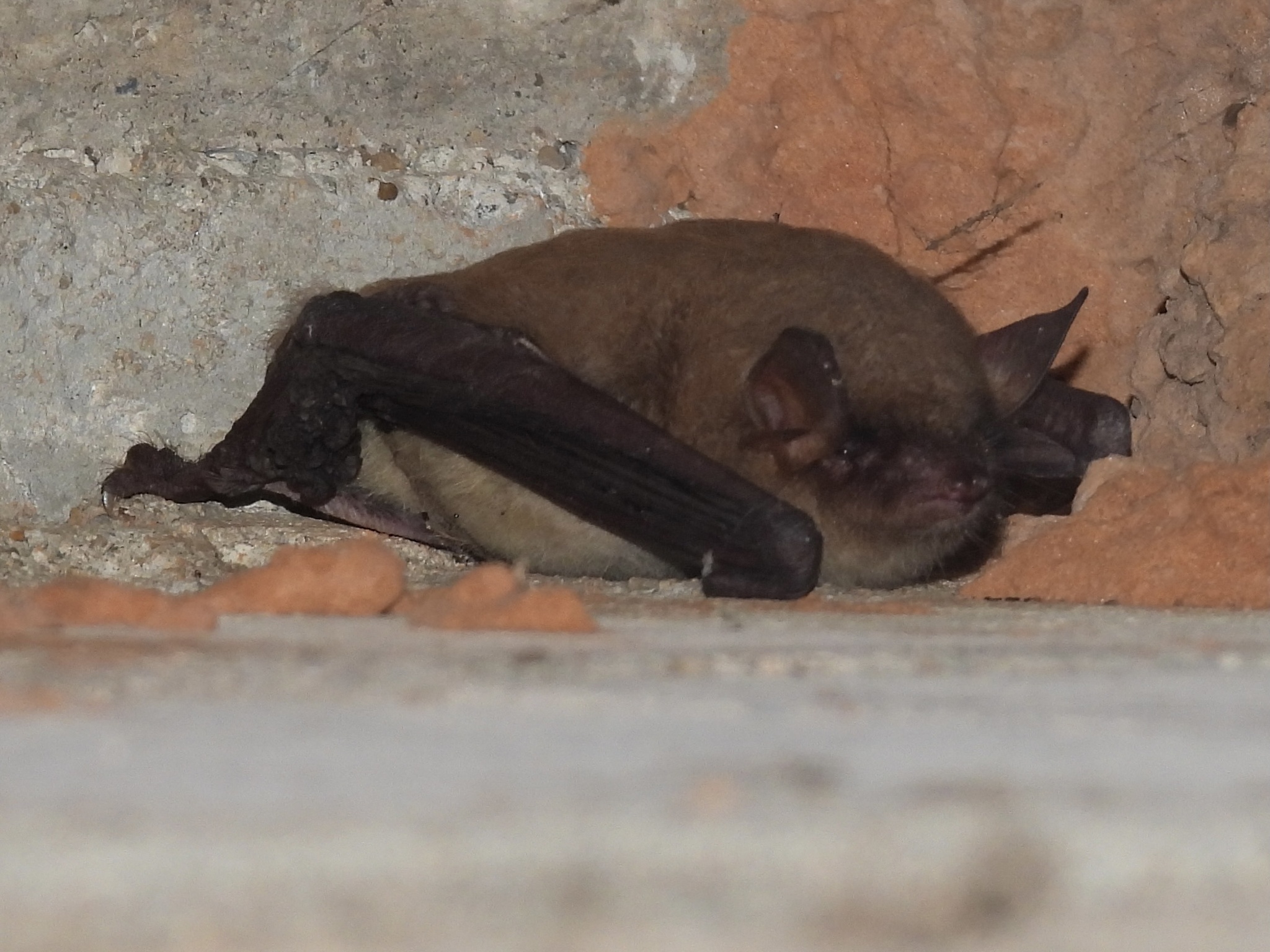 Myotis velifer (J.A.Allen, 1890)