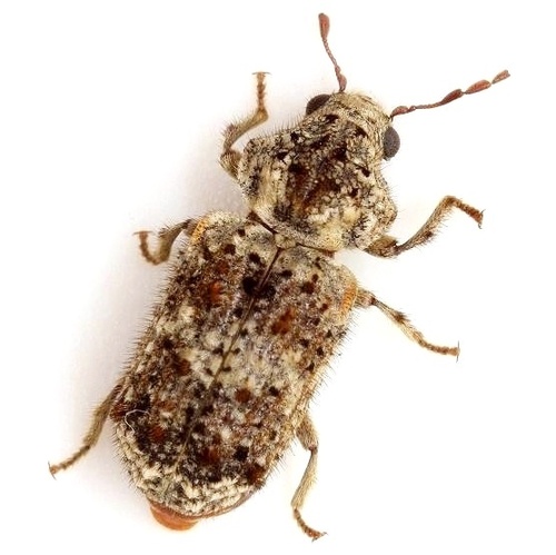Subspecies Trichodesma sordida · iNaturalist