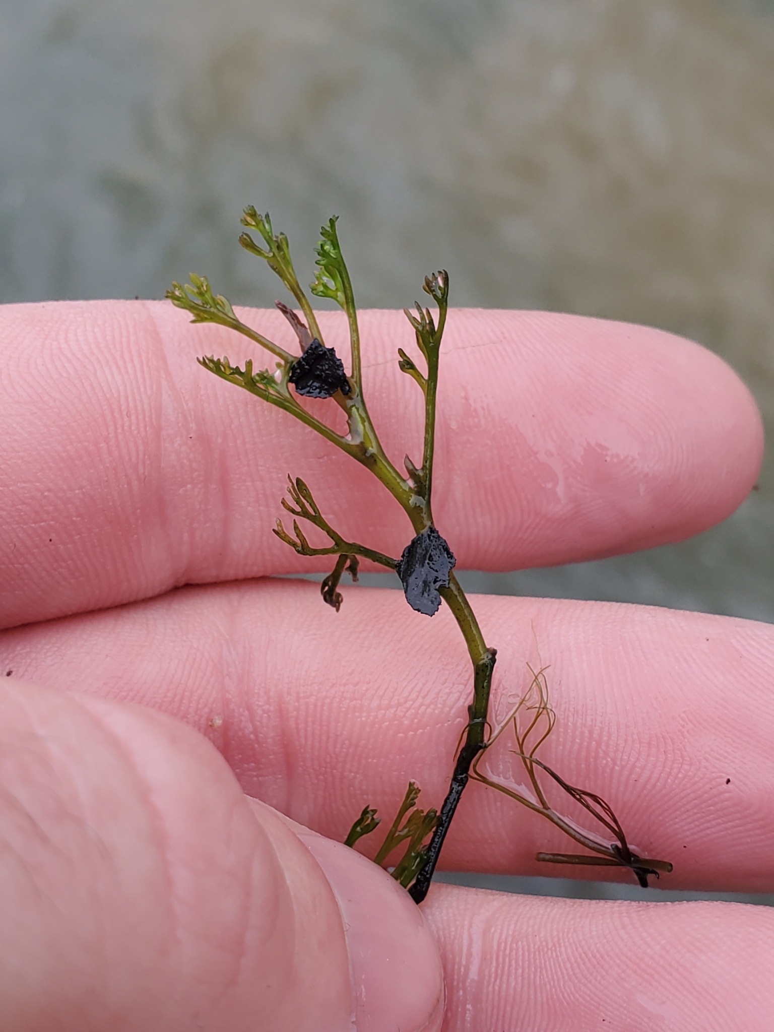 Podostemum ceratophyllum Michx.