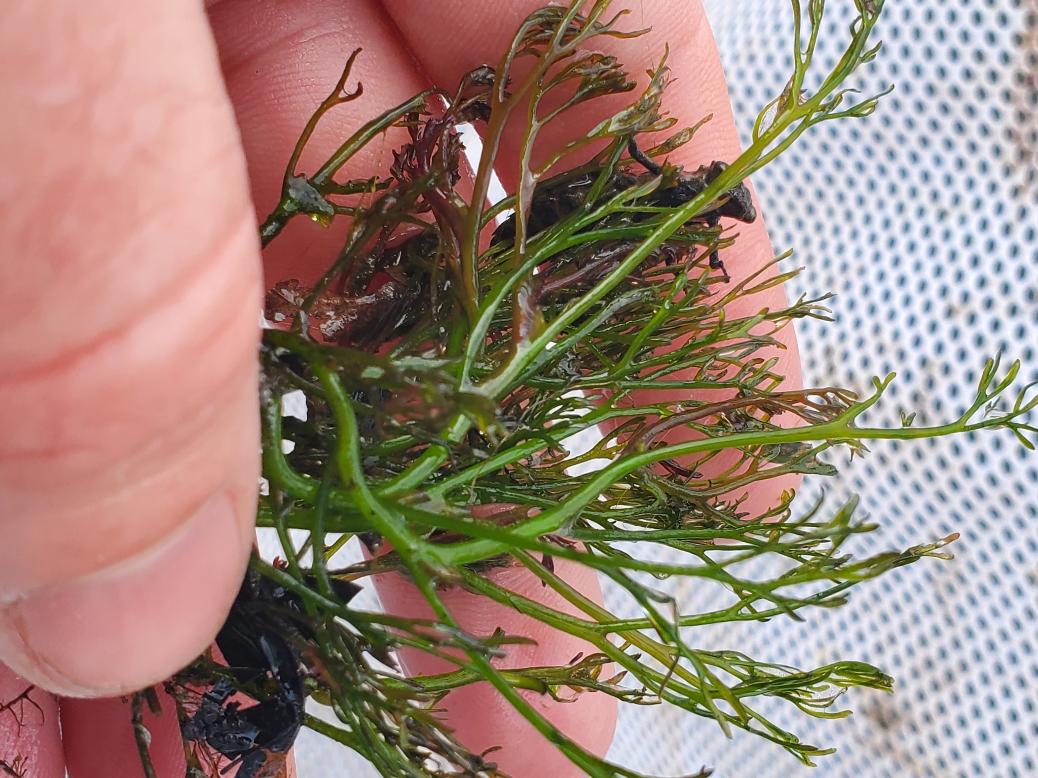 Podostemum ceratophyllum Michx.