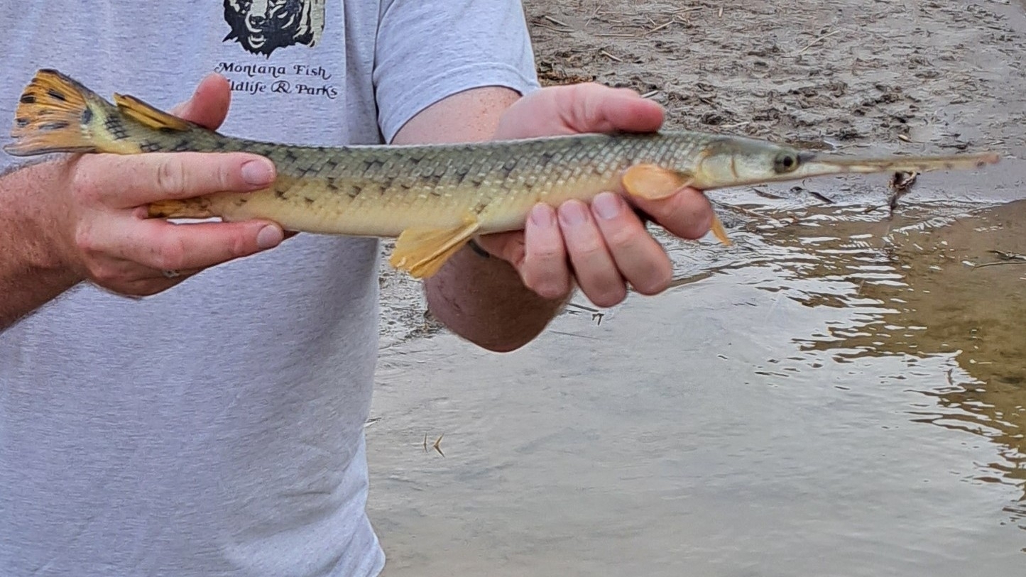 Lepisosteus osseus (Linnaeus, 1758)