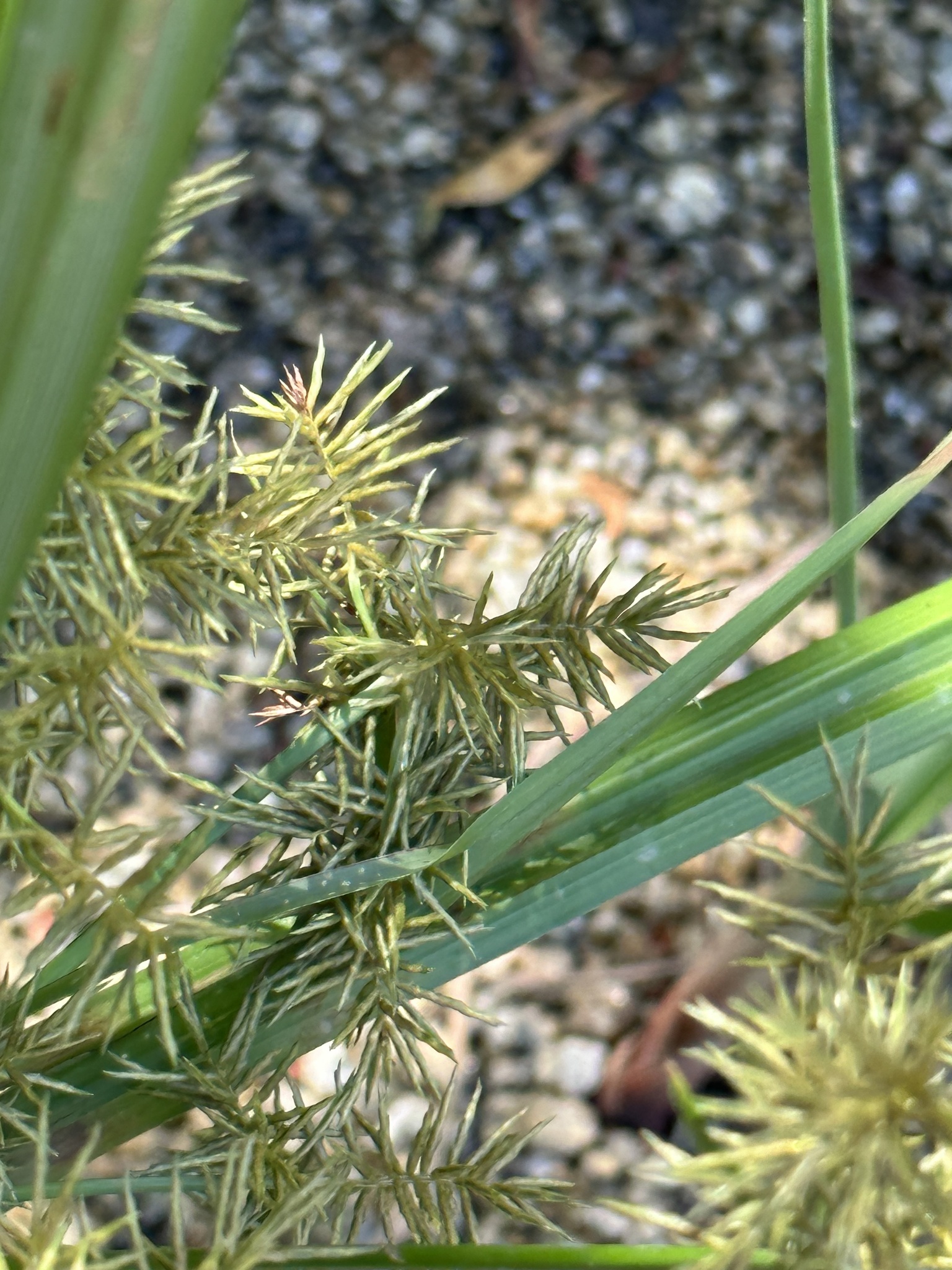 Cyperus odoratus L.