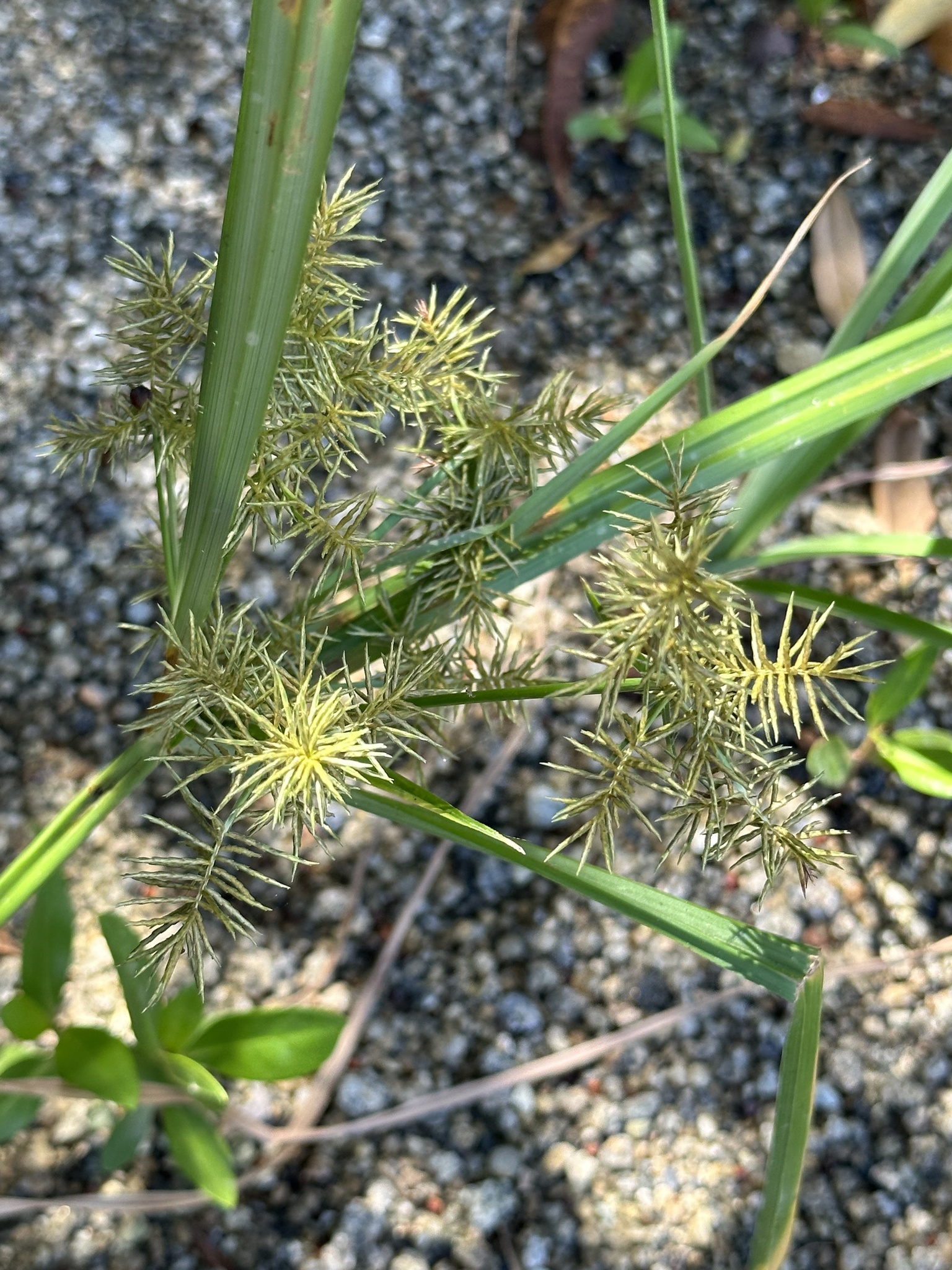 Cyperus odoratus L.