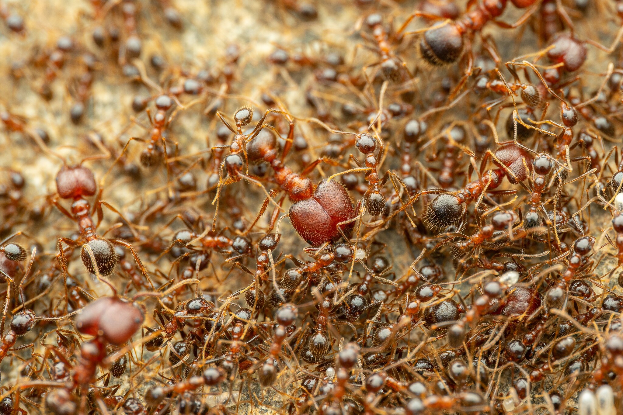 Pheidole obtusospinosa Pergande, 1896