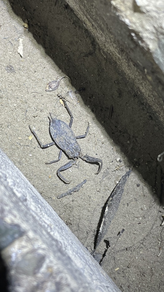 Nepa hoffmanni in March 2023 by eggseries · iNaturalist