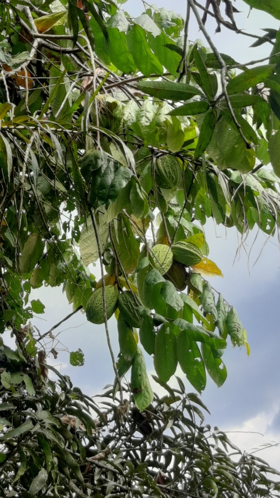 Pataxte desde Carretera Zungarococha el 23 de marzo de 2023 a las 02:26 ...