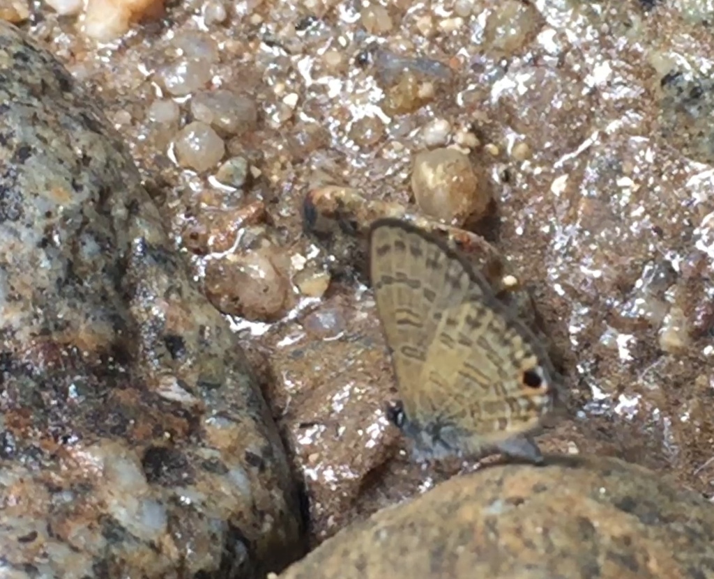 Common Line Blue from Sungai Congkak, Hulu Langat, Selangor on March 22 ...