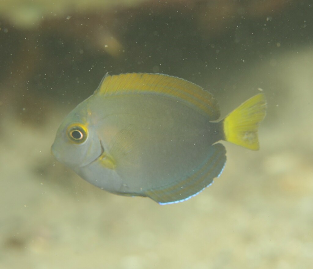 Eyestripe Surgeonfish from 1 Bower Ln, Manly NSW 2095, Australia on ...