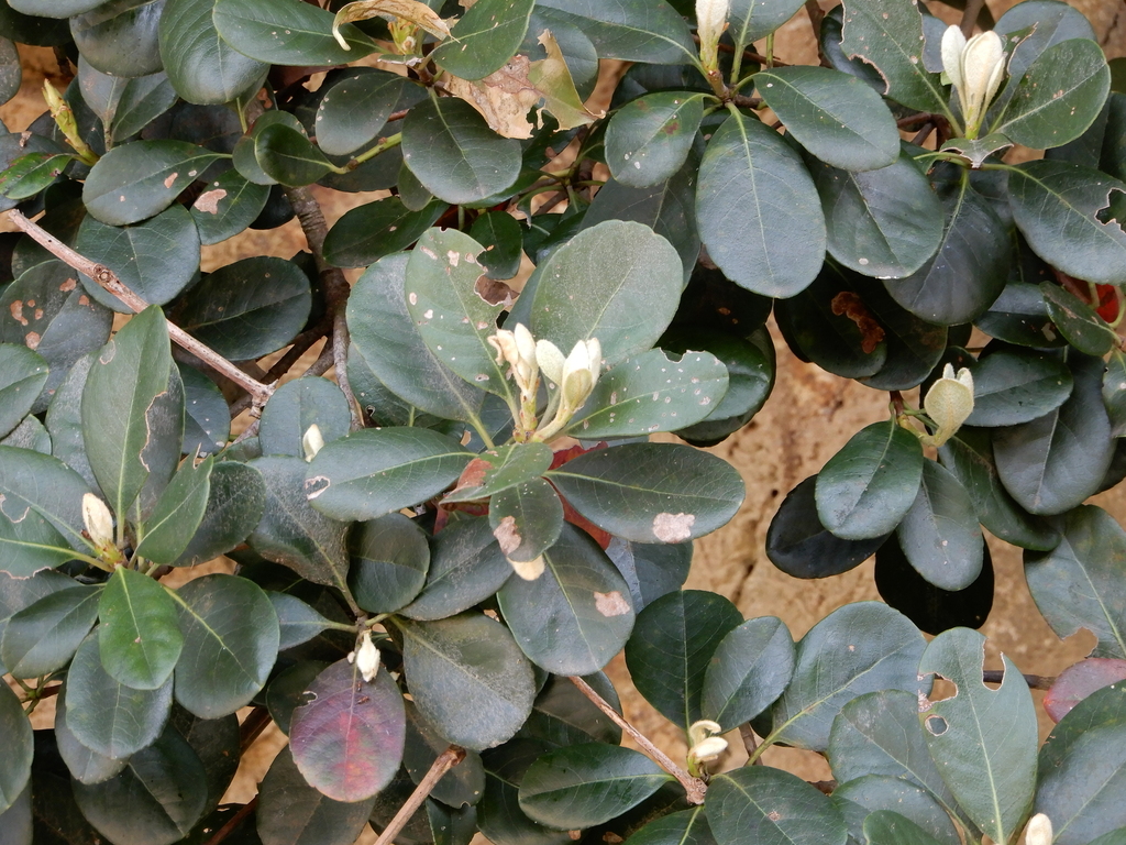 Sexton's Bride in March 2023 by 彭啟賢 · iNaturalist