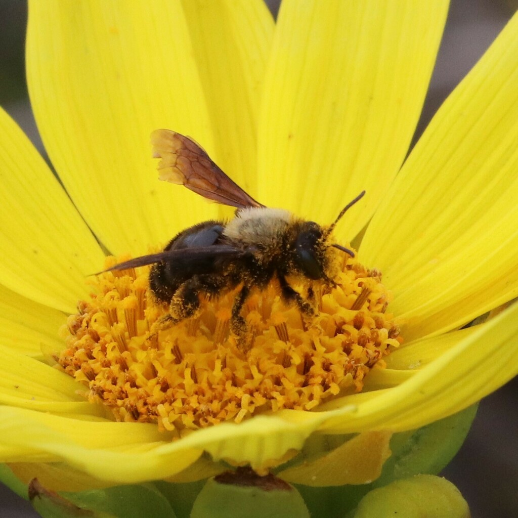Mining Bees from Point Loma, San Diego, CA, USA on March 19, 2023 at 01 ...