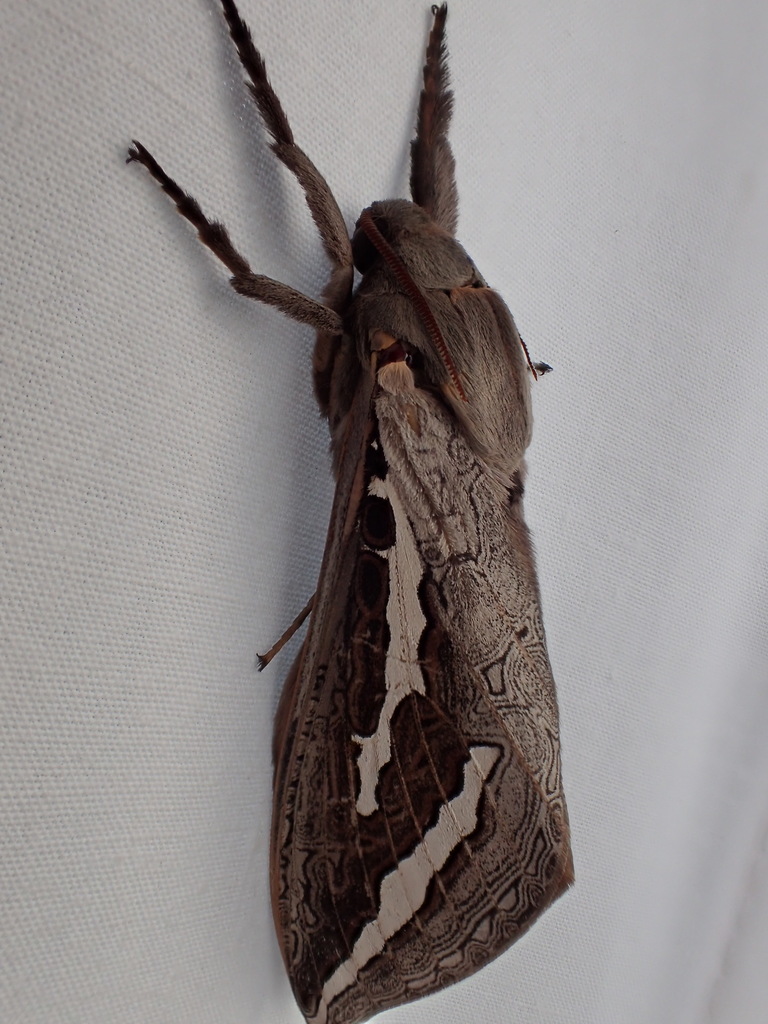 Abantiades rubrus from Stun'Sail Boom SA 5223, Australia on March 22 ...