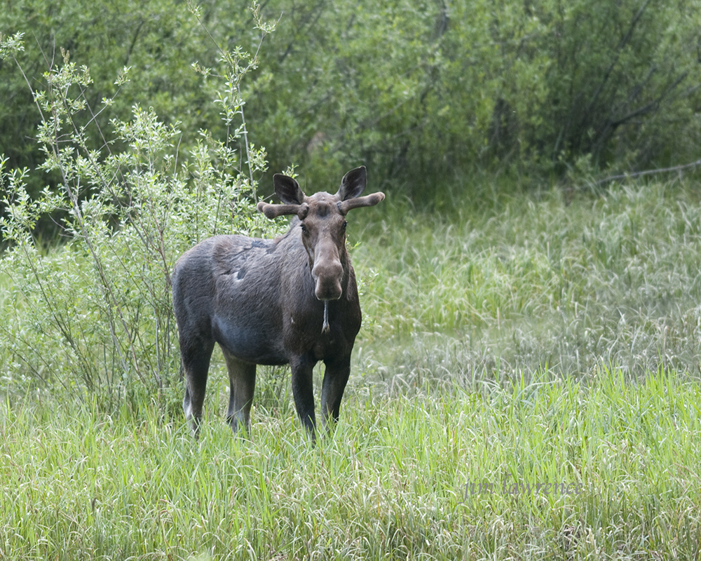 Moose from Columbia-Shuswap, BC, Canada on June 07, 2011 at 05:14 AM by ...