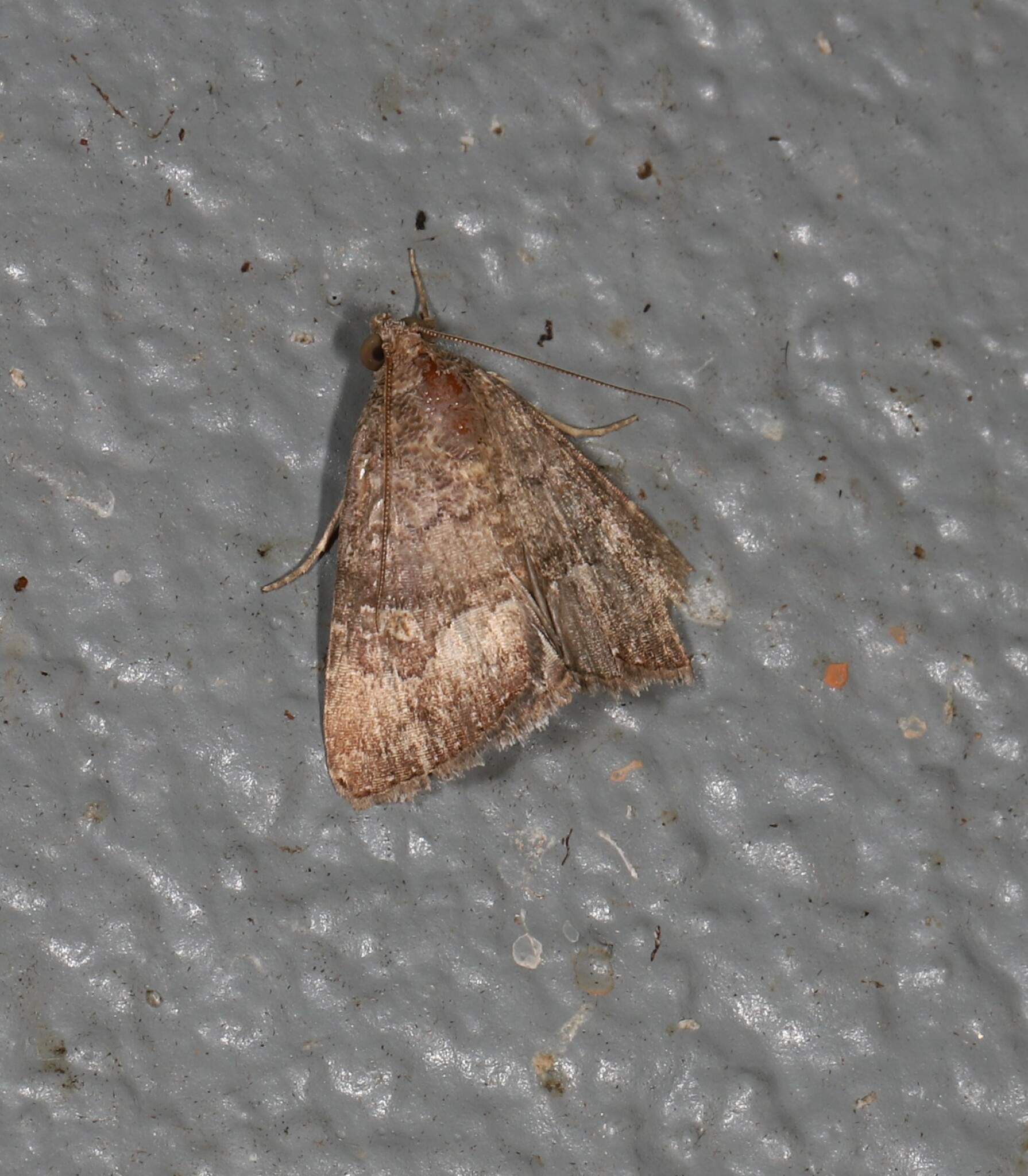 Amyna axis Guenée, 1852