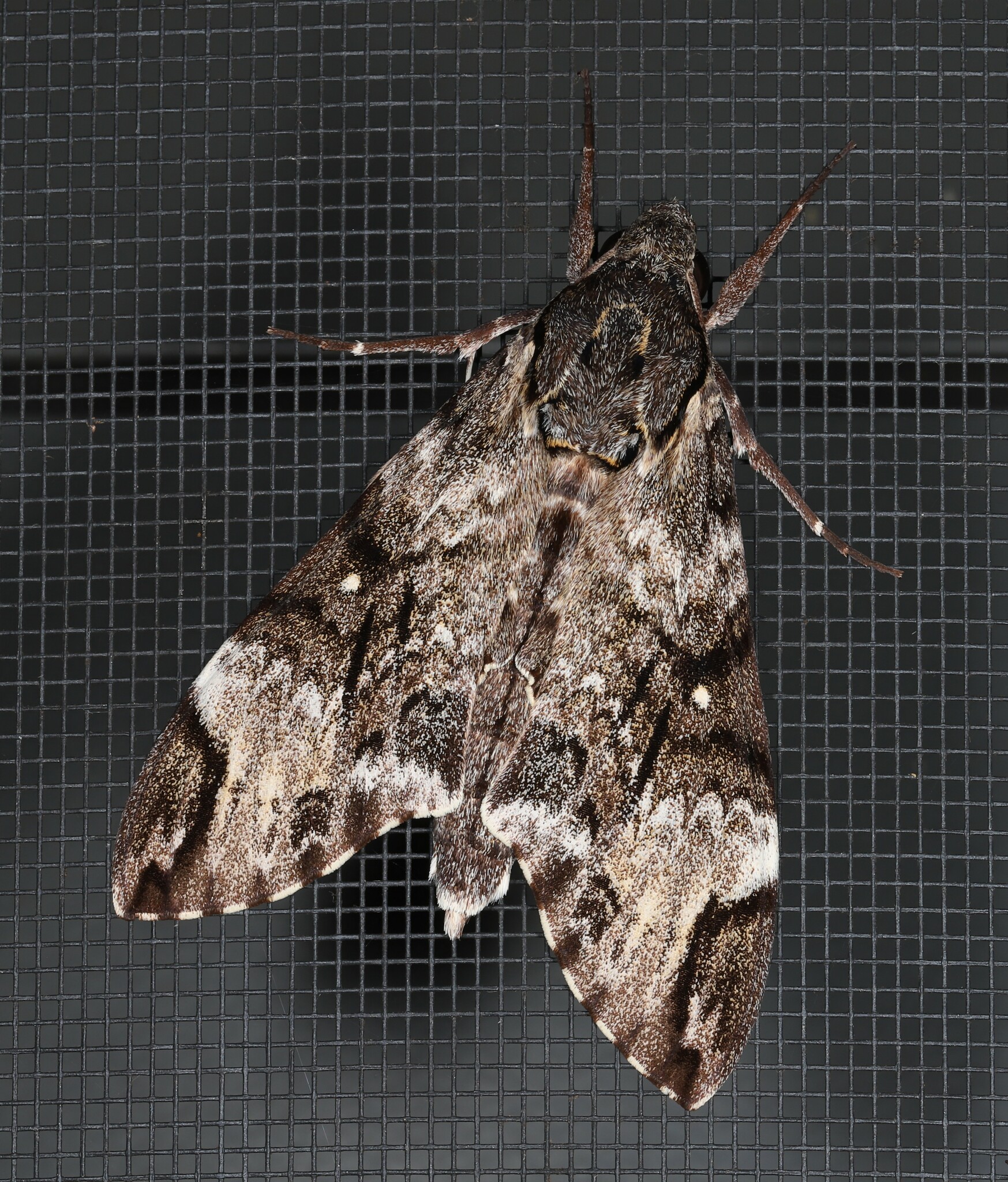 Psilogramma menephron Cramer, 1780