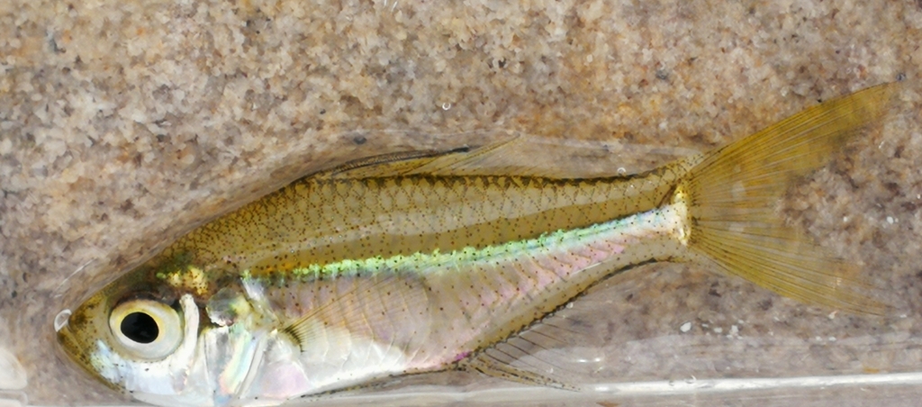 Port Jackson Glassfish from Forestville NSW 2087, Australia on March 23 ...