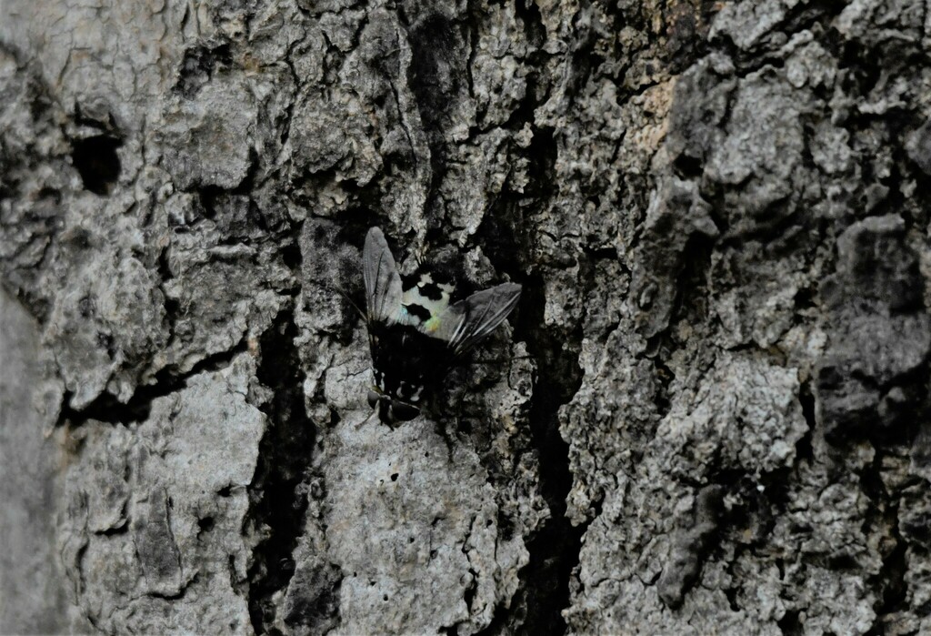 Black and White Giant Fly from Mount Duneed VIC 3217, Australia on ...