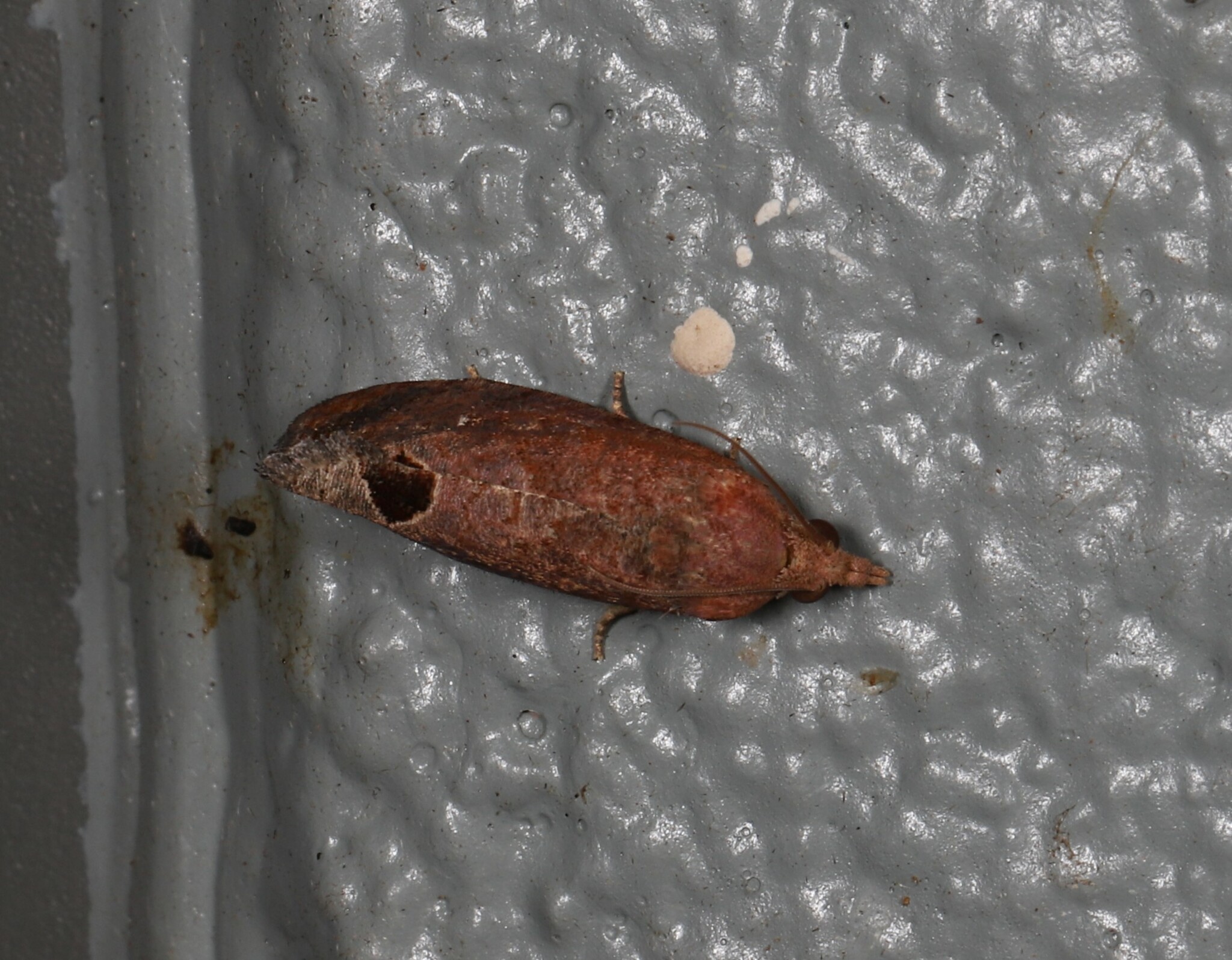 Cryptophlebia ombrodelta (Lower, 1898)