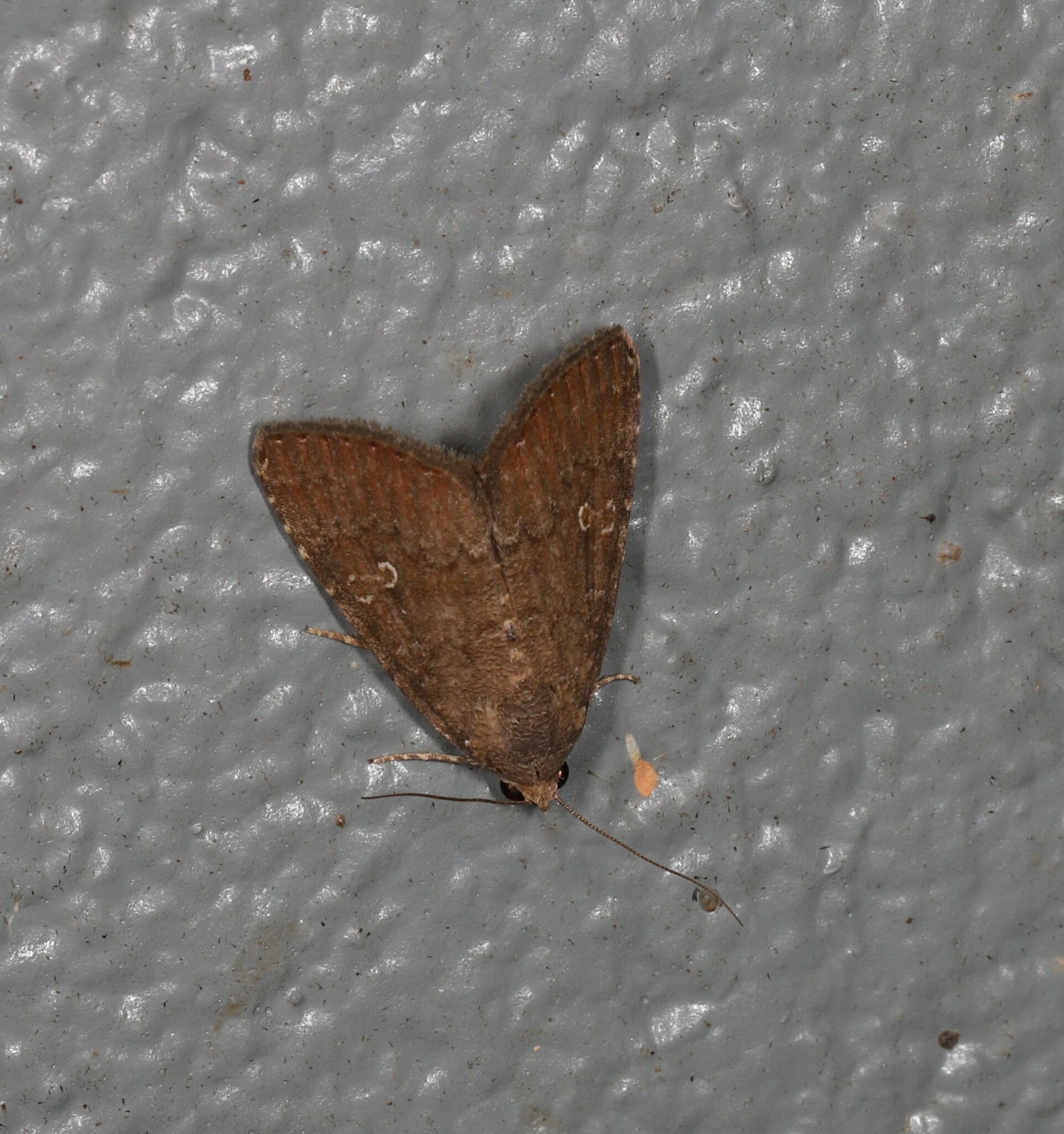 Amyna axis Guenée, 1852