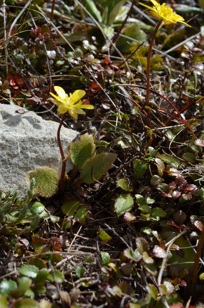 Ranunculus monroi from Foggy Peak, Canterbury, New Zealand on November ...