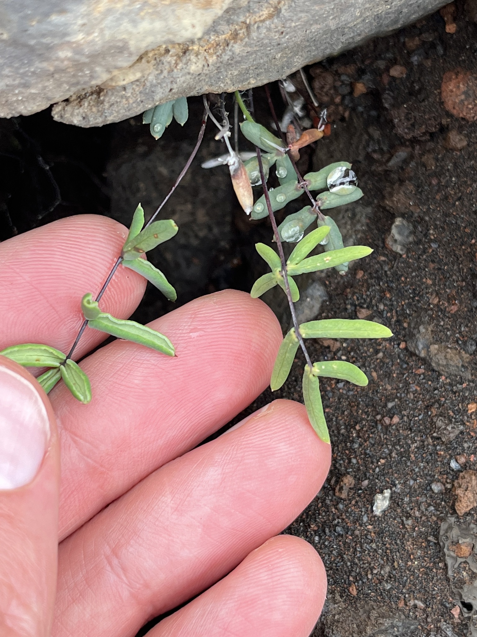 Pellaea ternifolia (Cav.) Link