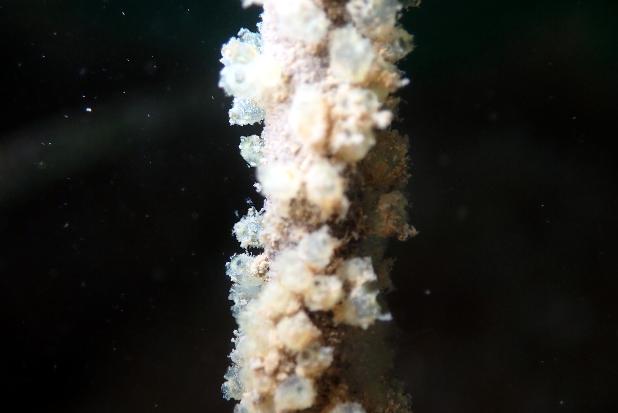 Perophora japonica Oka, 1927