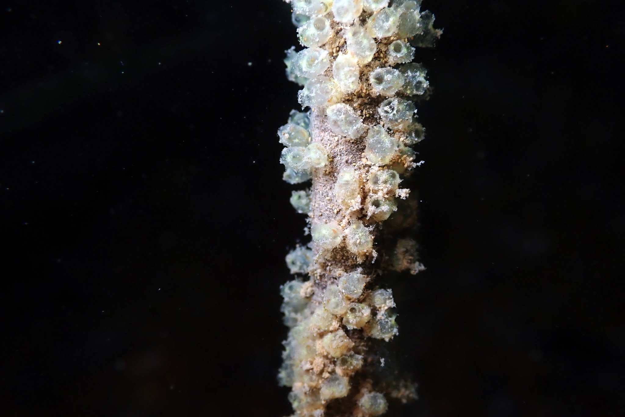 Perophora japonica Oka, 1927