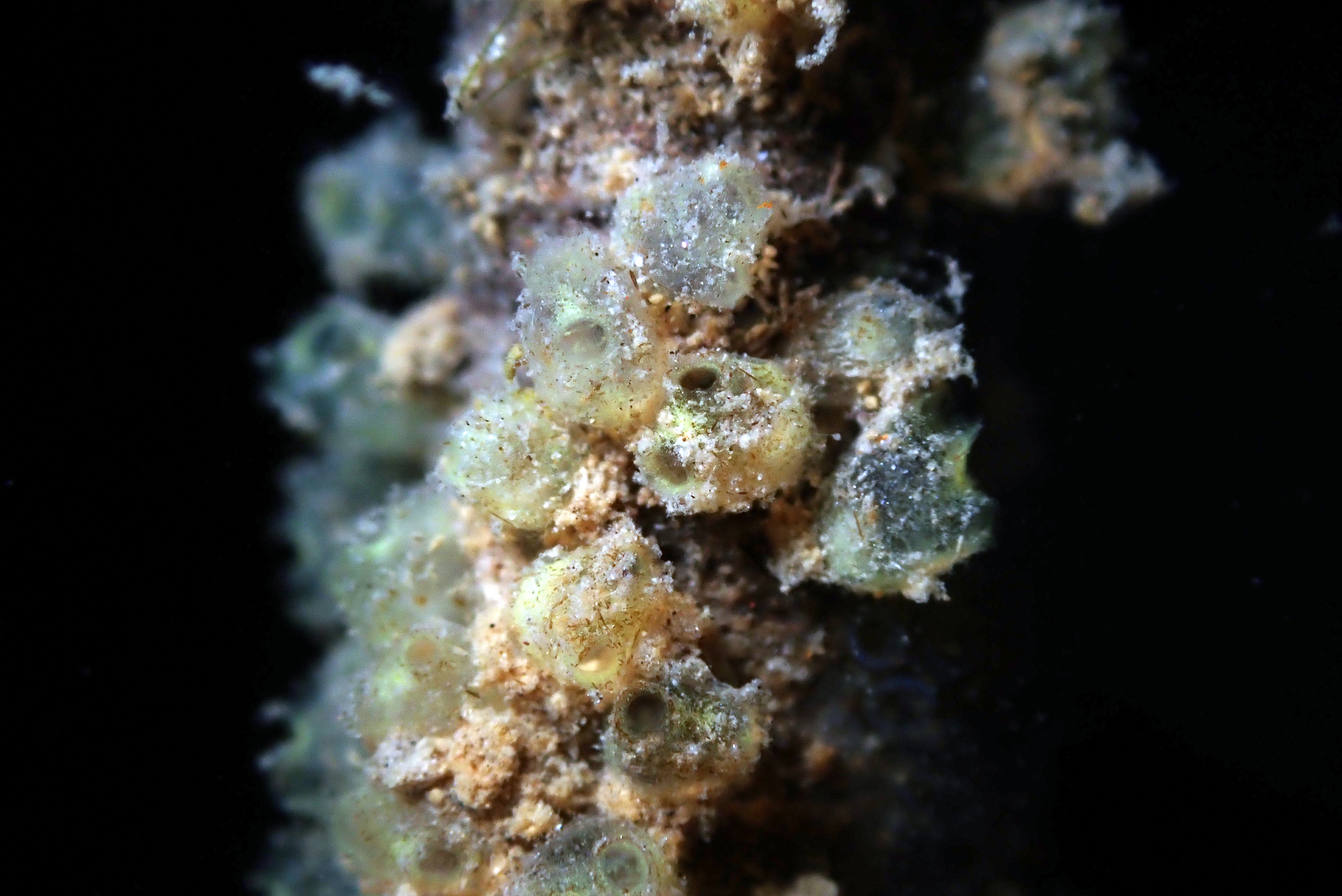 Perophora japonica Oka, 1927