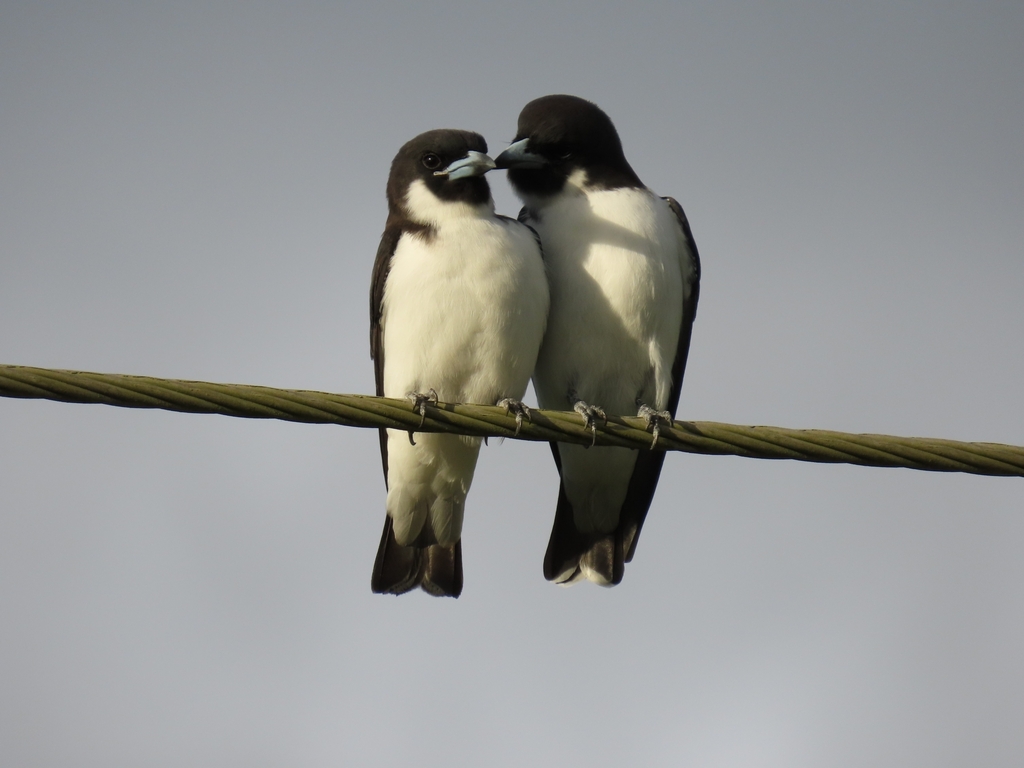 Fiji Woodswallow (Artamus mentalis) - Avian Discovery