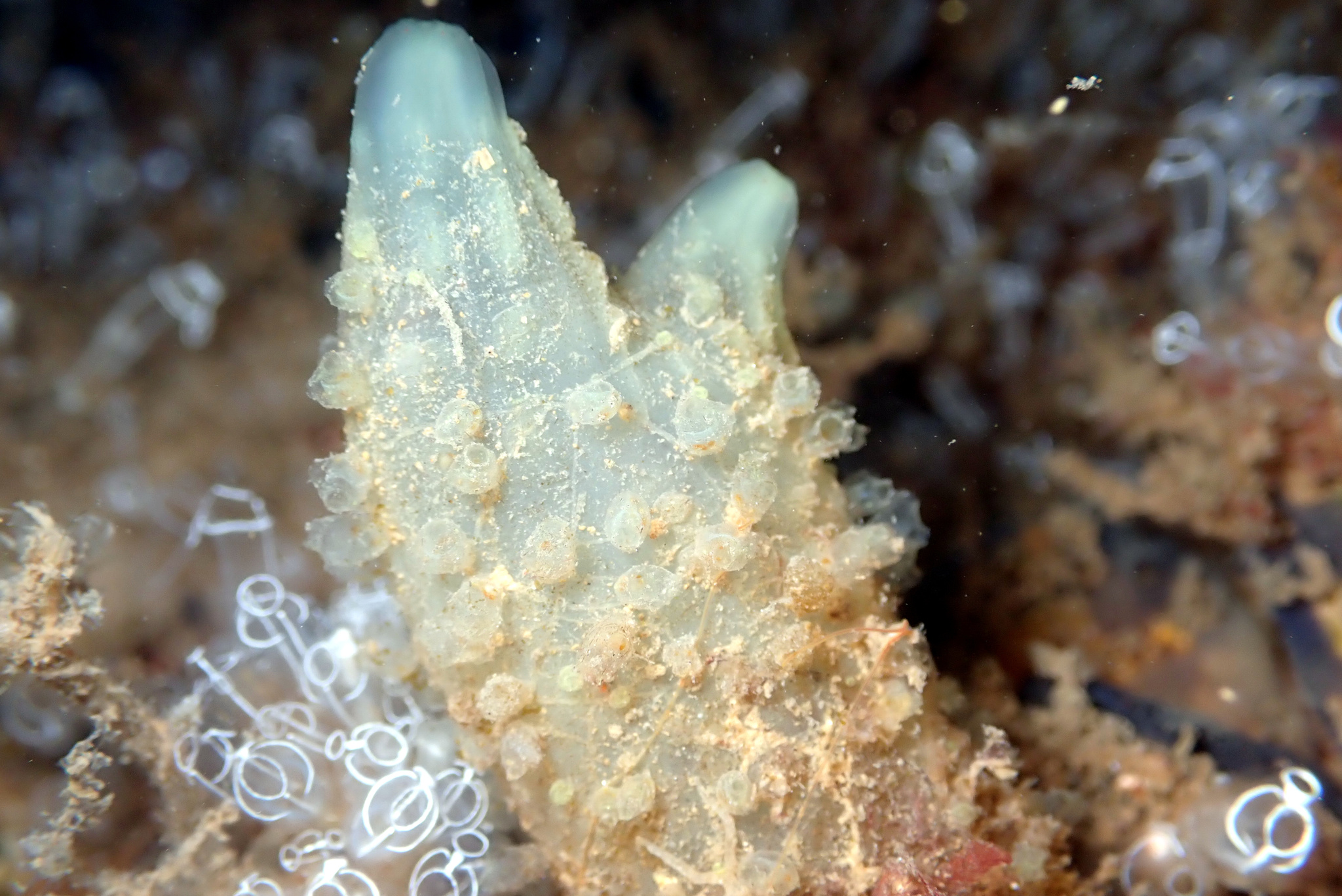 Perophora japonica Oka, 1927