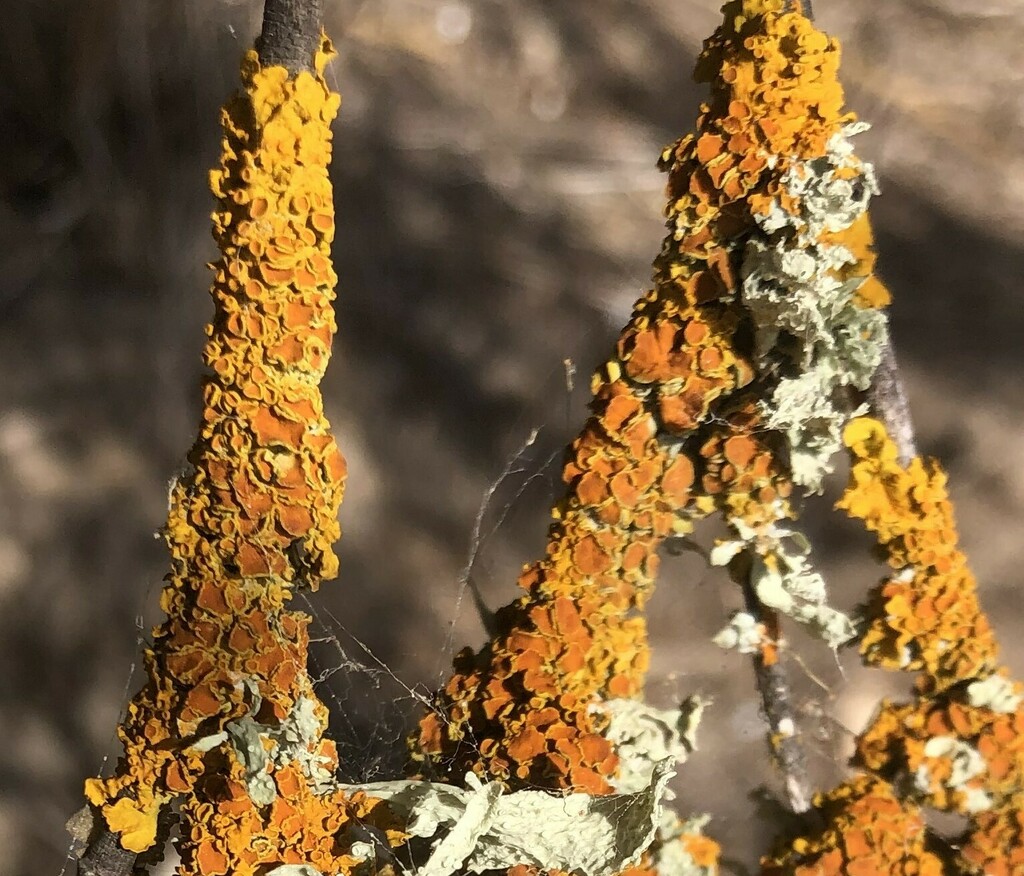 Common Sunburst Lichen from Sherwood SA 5267, Australia on March 24 ...