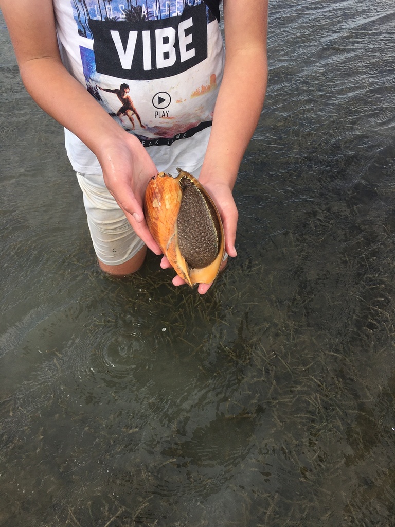 Melon Shell from Coochiemudlo Island QLD 4184, Australia on December 12 ...