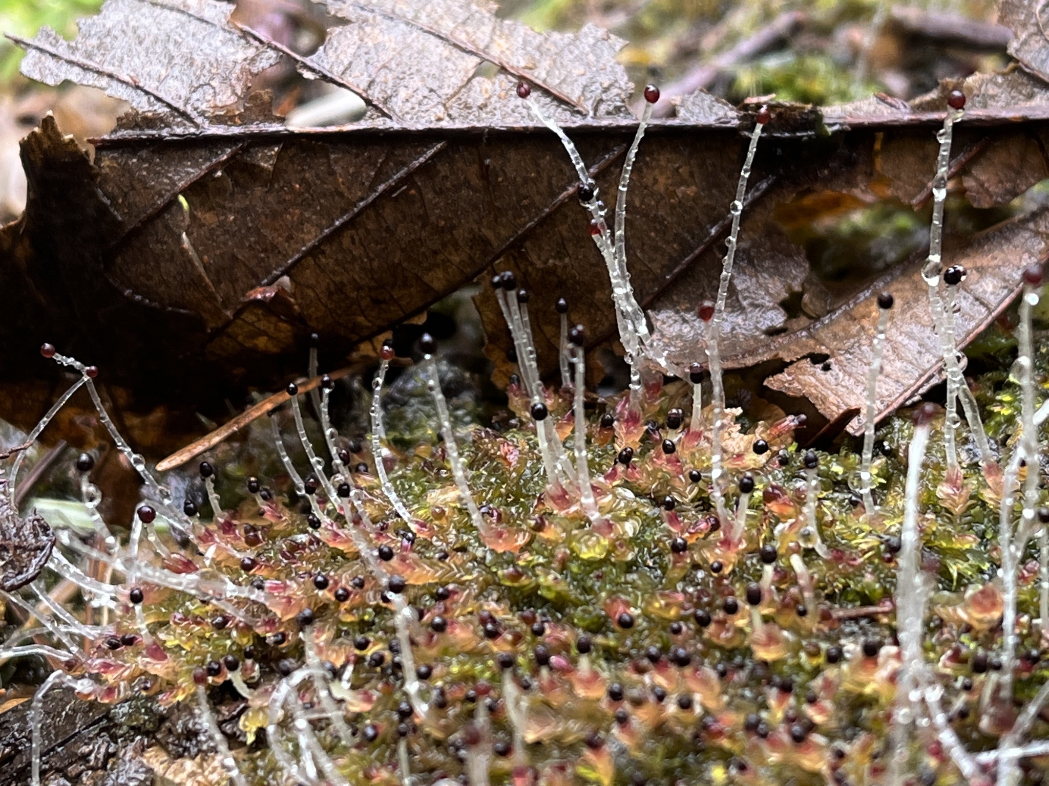 Jungermannia L.