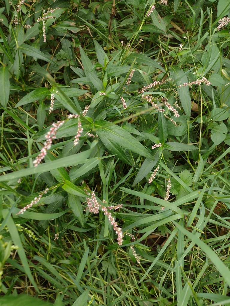 slender knotweed from Ripplebrook on March 24, 2023 at 11:21 AM by ...