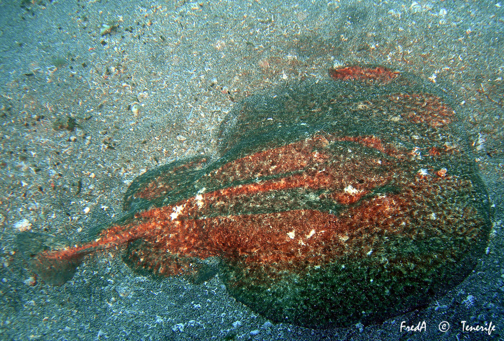 Marbled Torpedo from Santa Cruz de Tenerife, ES-CN, ES on August 17 ...
