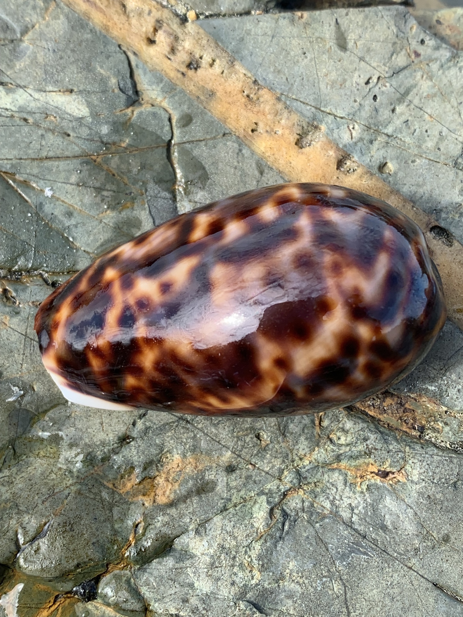 Cypraea tigris Linnaeus, 1758