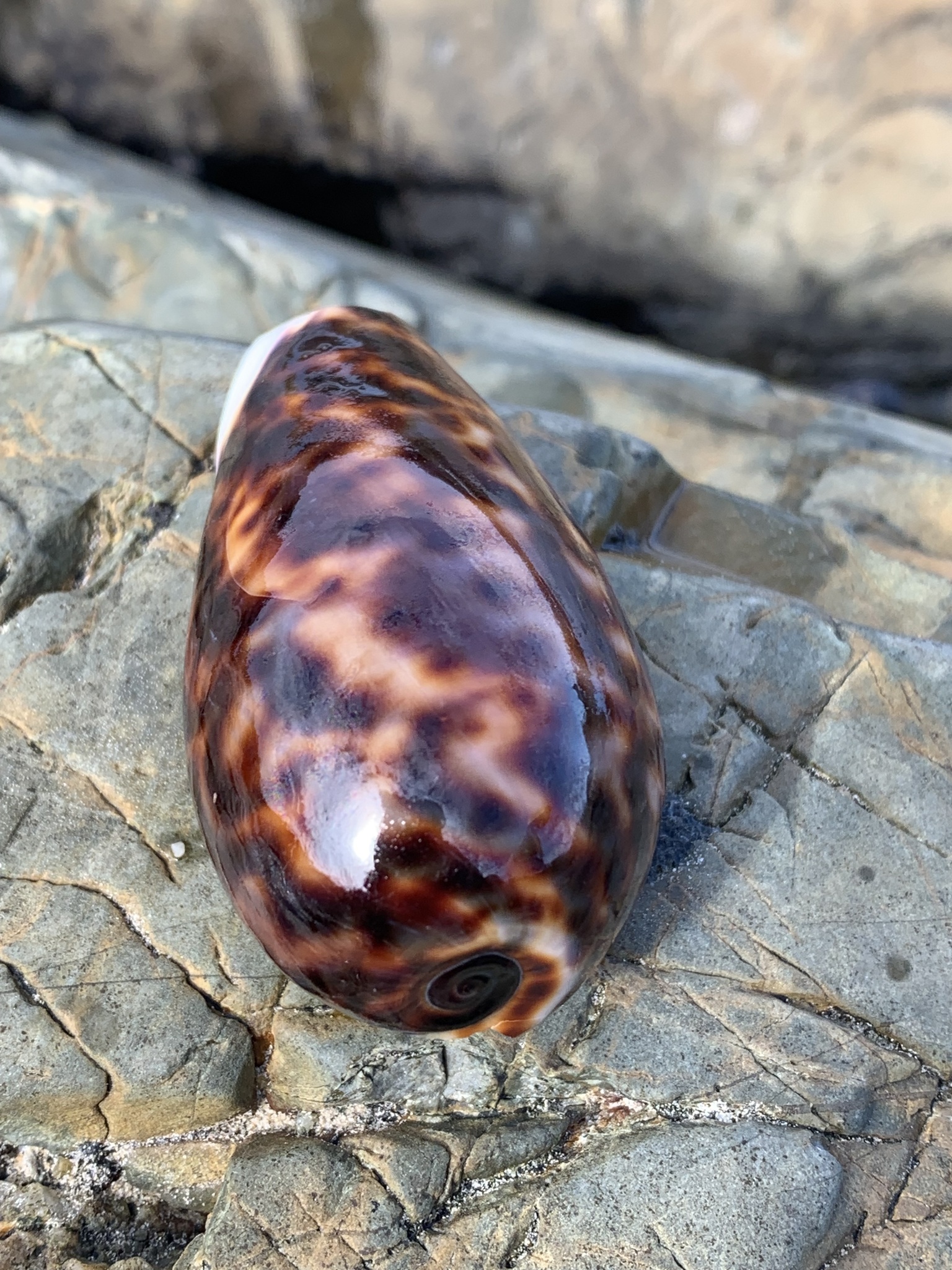 Cypraea tigris Linnaeus, 1758