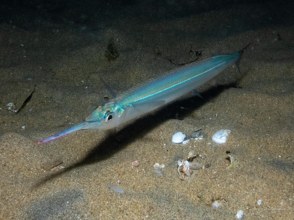 Southern Garfish from Blairgowrie VIC 3942, Australia on March 24, 2023 ...