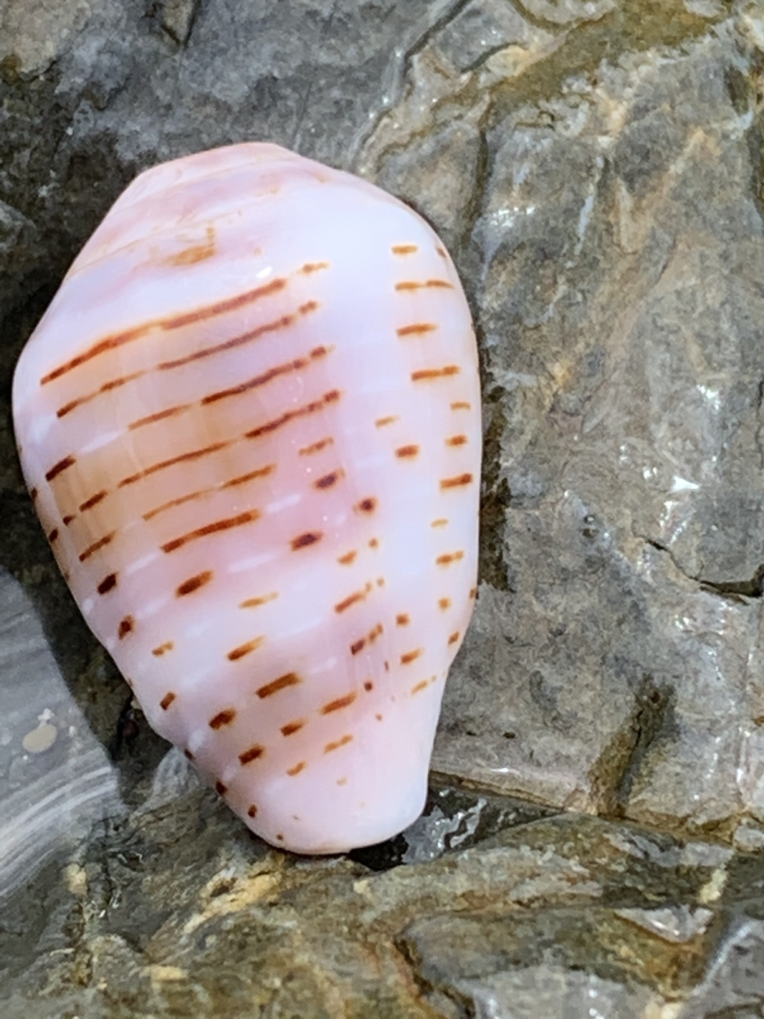 Conus coronatus Gmelin, 1791