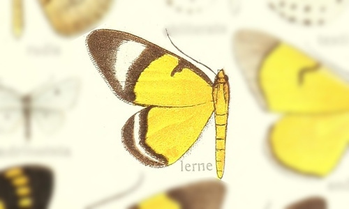 Celerena lerne · iNaturalist