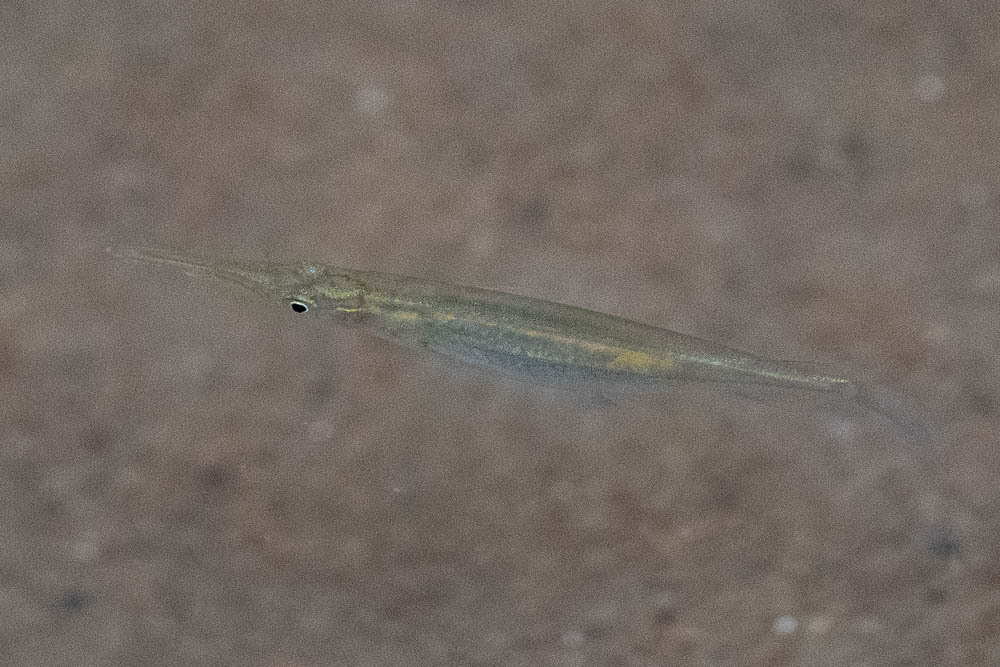 Dermogenys collettei Meisner, 2001