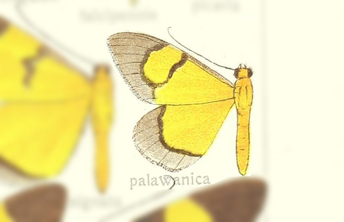 Celerena palawanica · iNaturalist