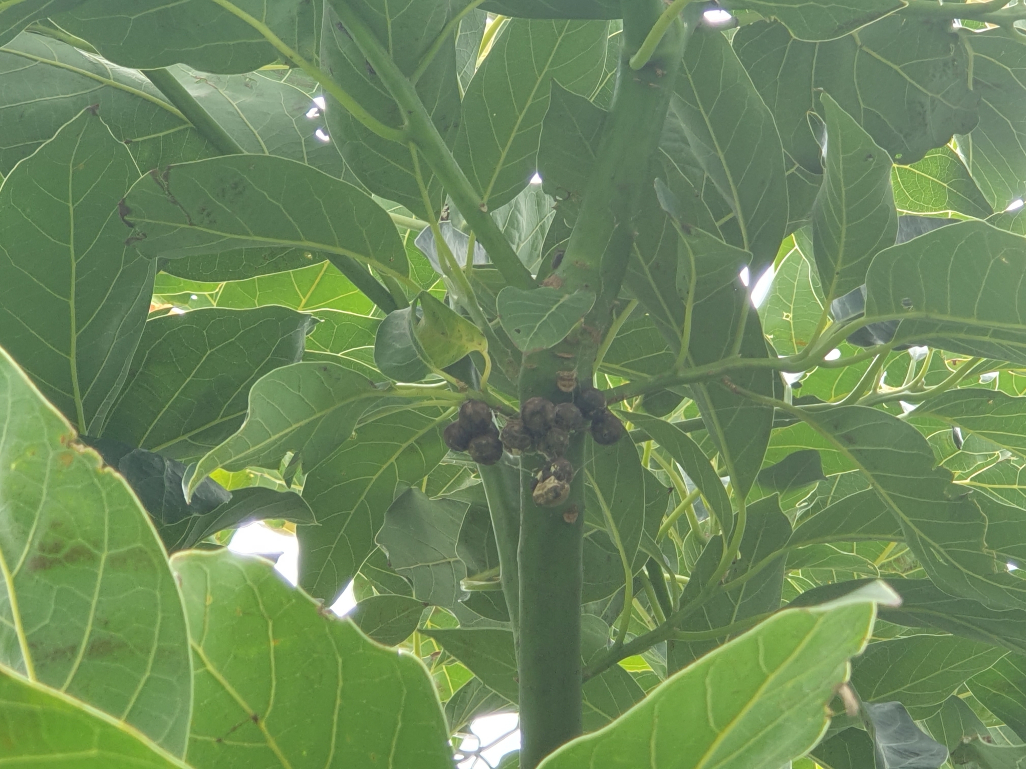 Persea americana Mill.