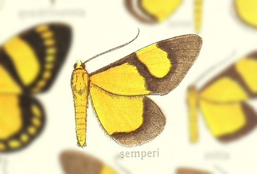Celerena semperi · NaturaLista Colombia