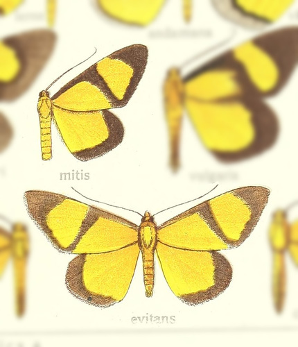 Celerena mitis · iNaturalist