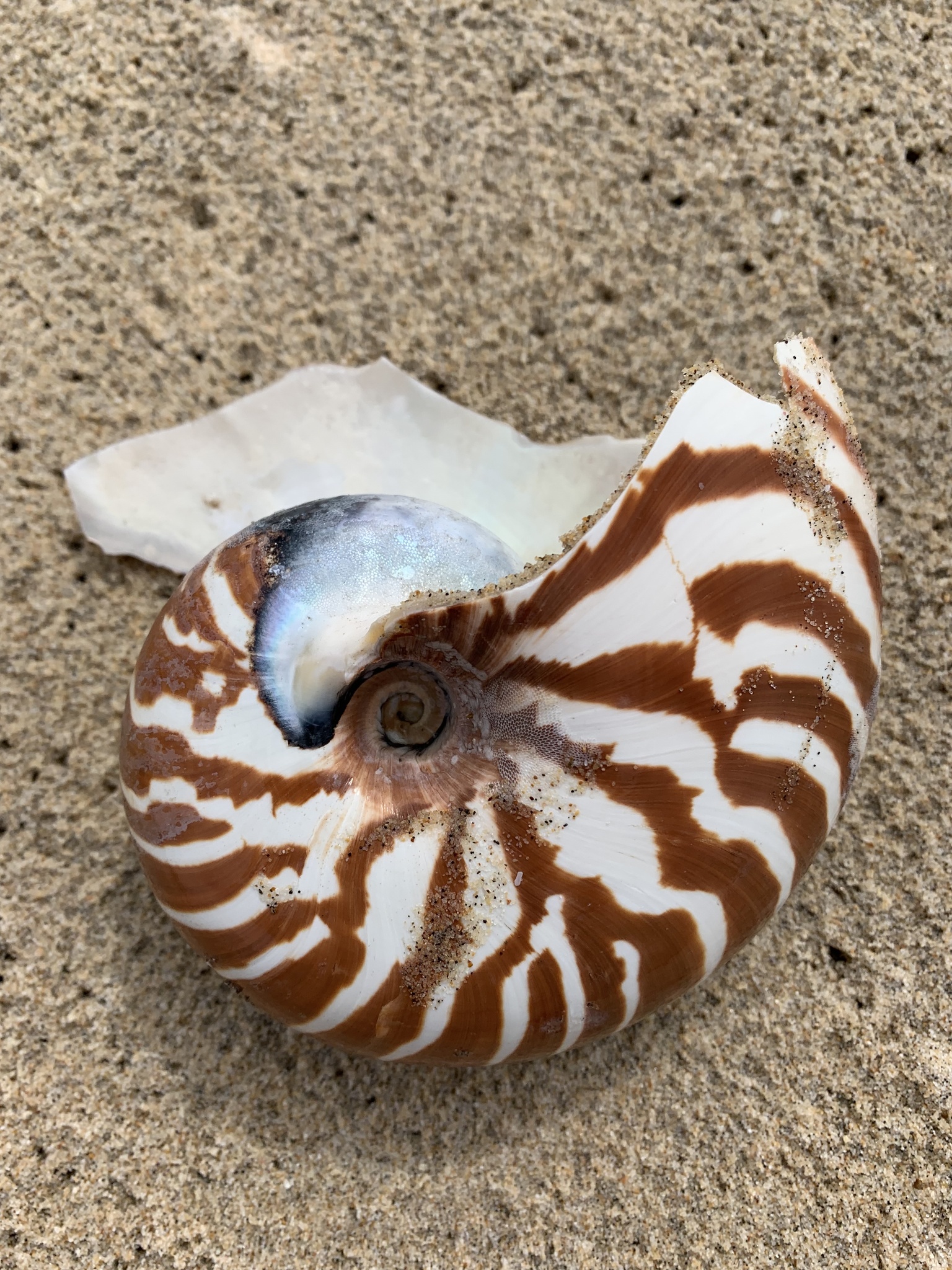 Nautilus Linnaeus, 1758