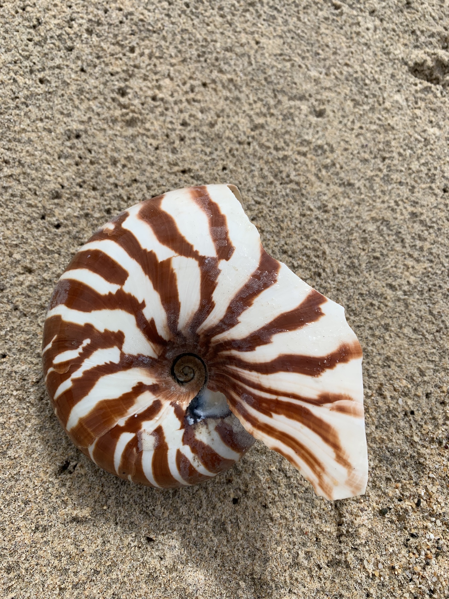 Nautilus Linnaeus, 1758