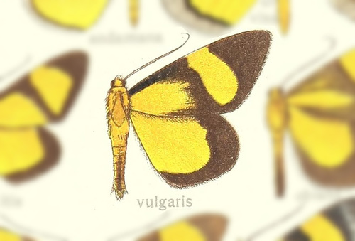Celerena vulgaris · iNaturalist