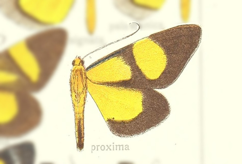 Celerena proxima · NaturaLista Colombia